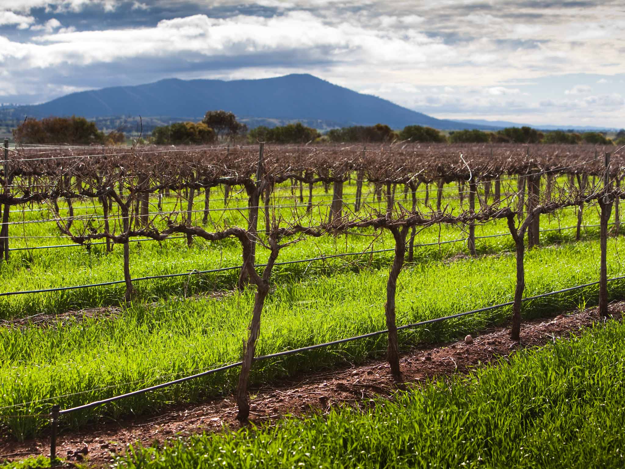 A Feast for Every Occasion | Flinders Ranges and Outback