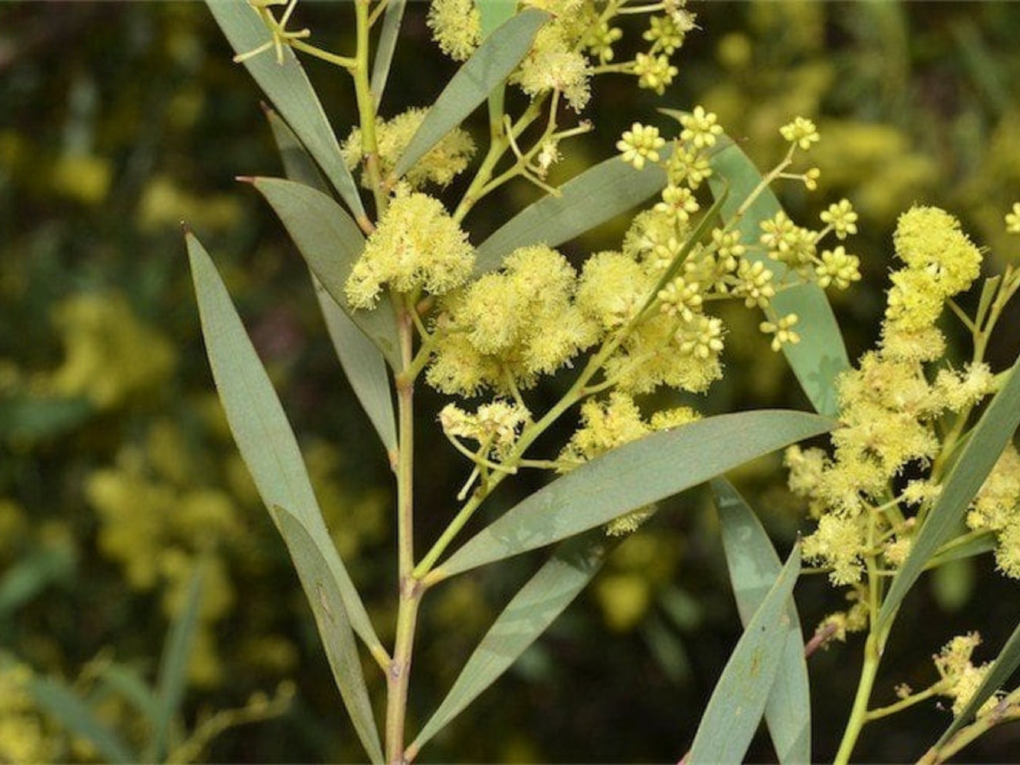 Quorn Native Flora Reserve - Flinders Ranges and Outback