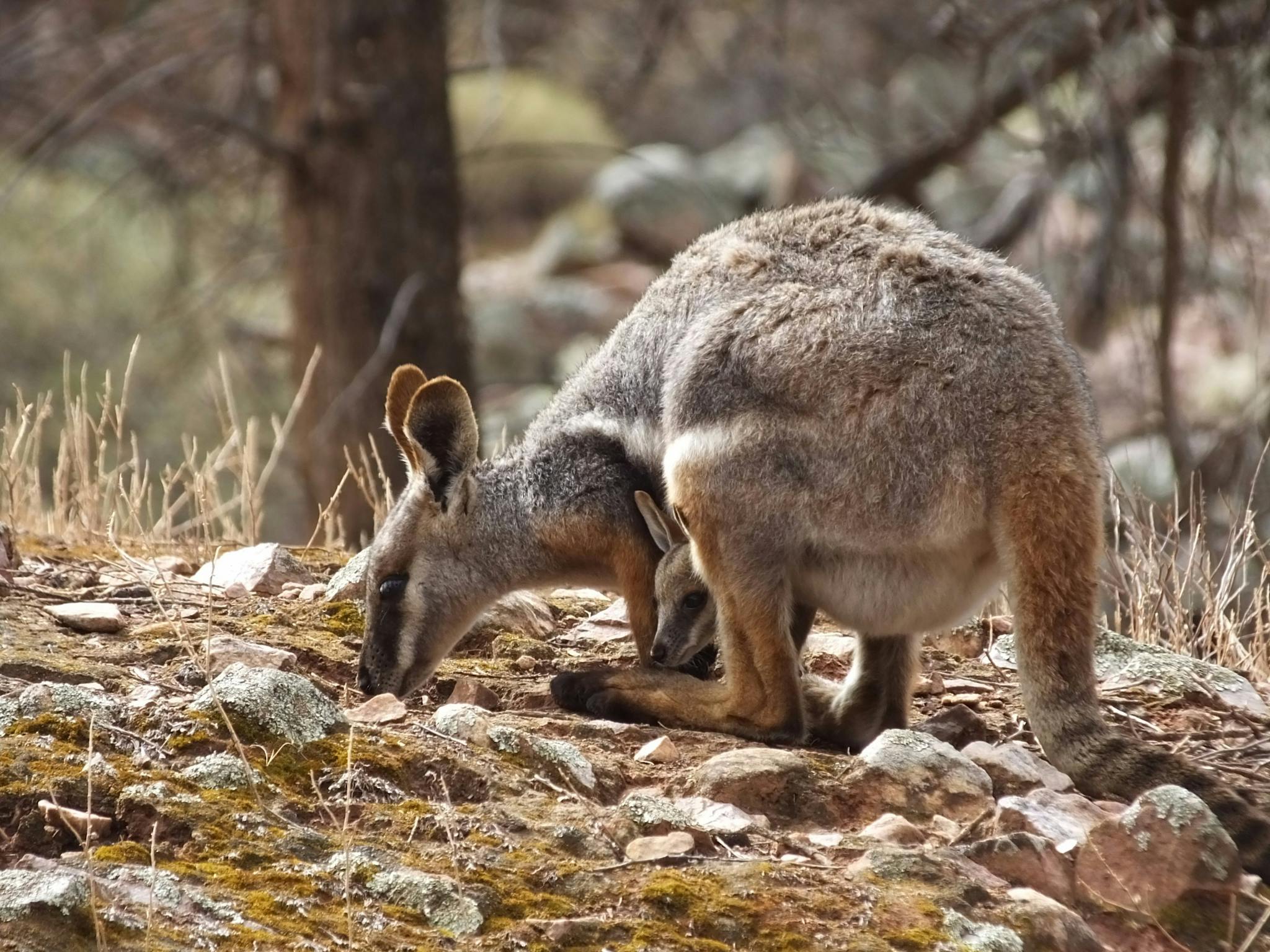 Wallaby Tracks Adventure Tours - Flinders Ranges and Outback